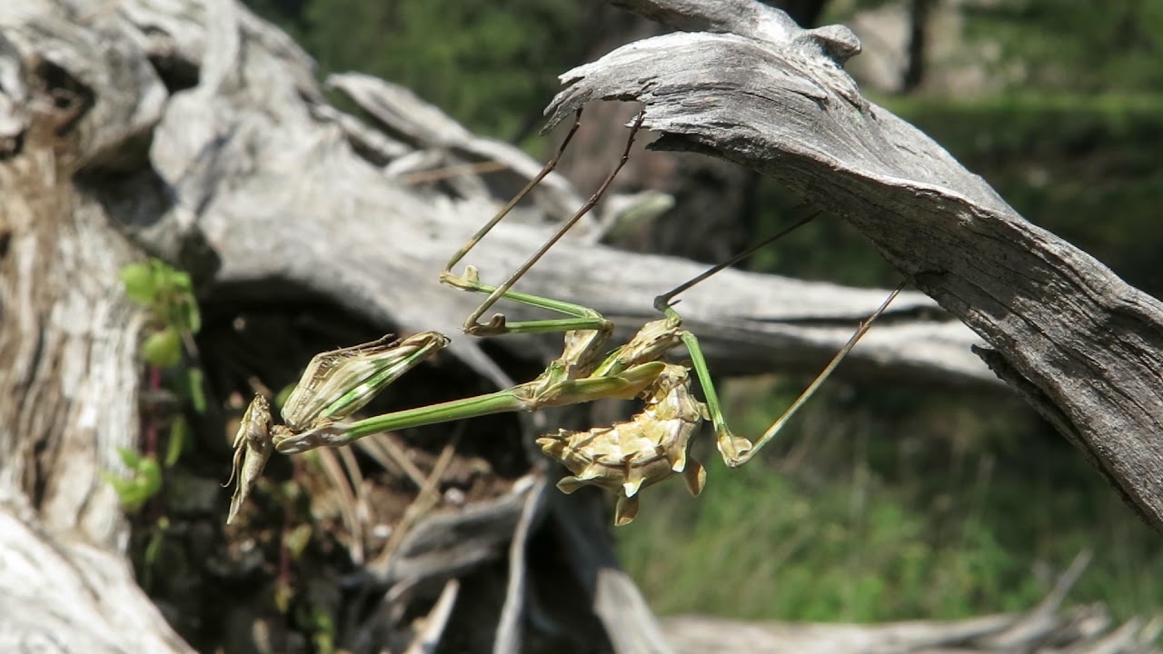 Praying Mantis in Greece - YouTube