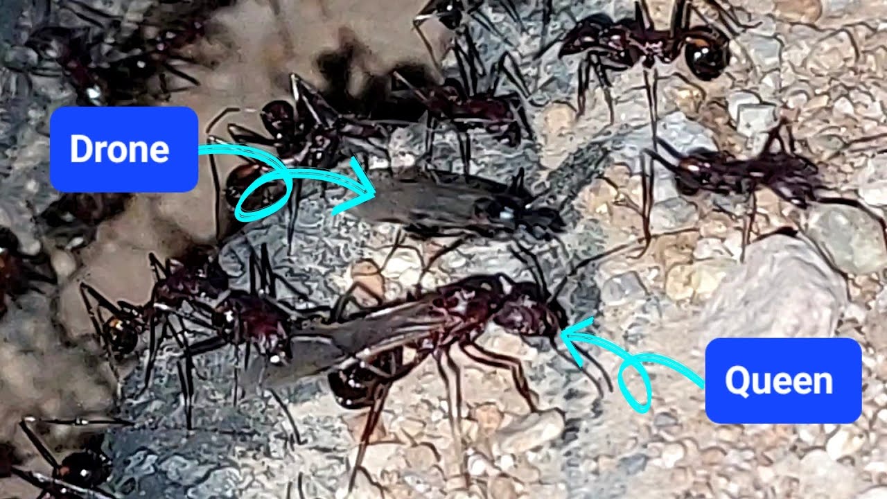 Tons of long legged ants with their Queens & Drones - YouTube