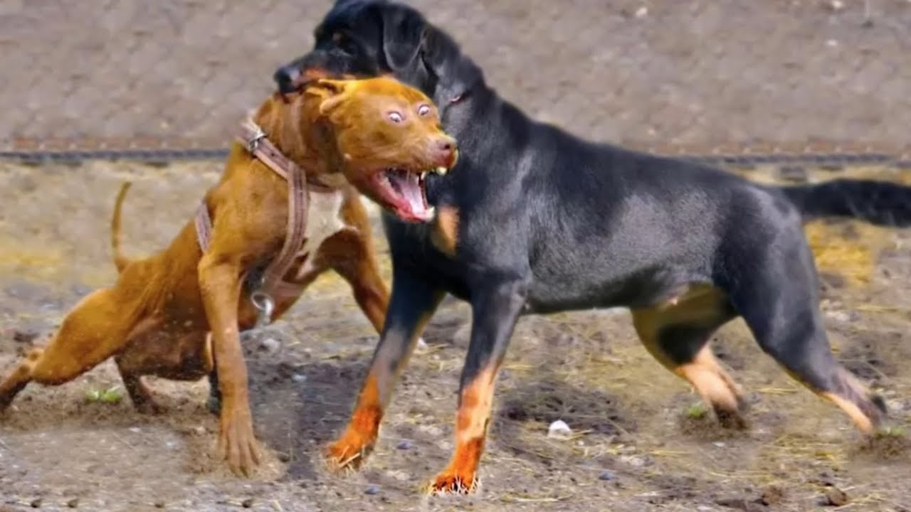 20 Cães mais Proibidos do Mundo - YouTube