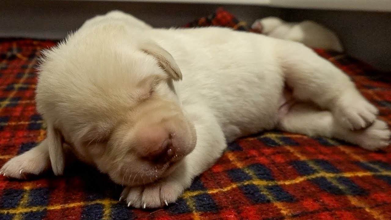 Starting The Day With 2 Week Old Labrador Puppies! - YouTube