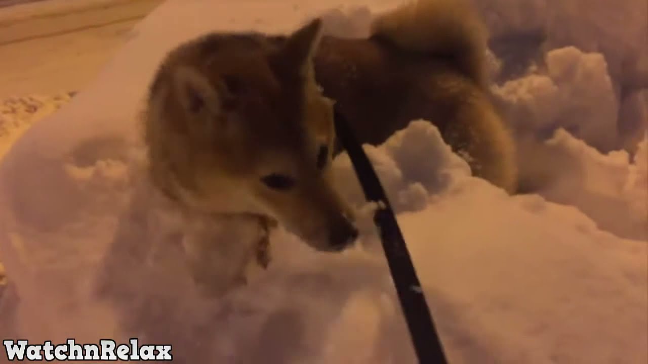 Funny Dogs in Snow Compilation - YouTube