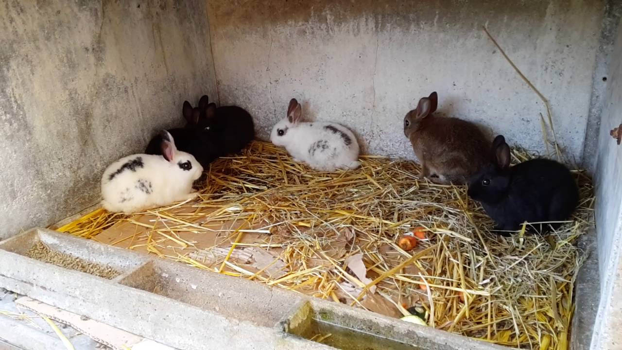 Les lapereaux nains sont sevré - YouTube