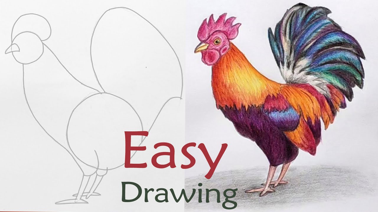 Rooster drawing | How to draw rooster | How to draw Cock | How to draw ...