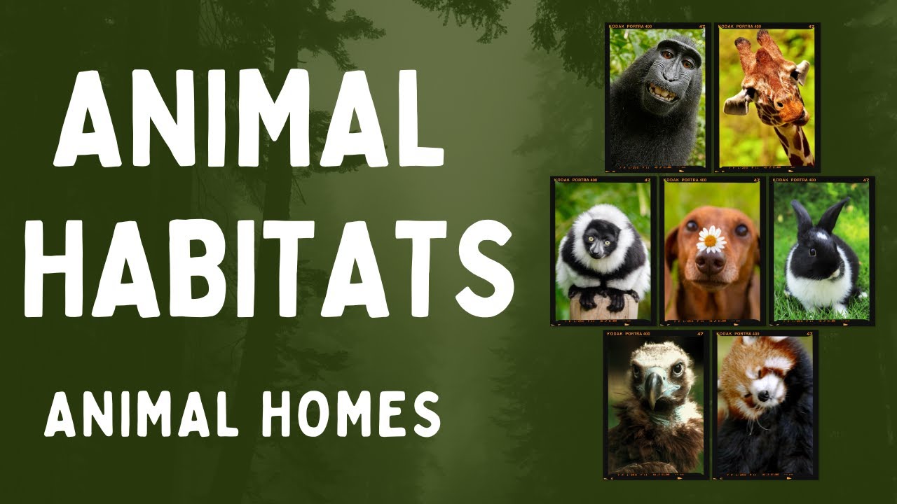 Animals and their Habitats | Habitat of Animals | Animal Habitats ...