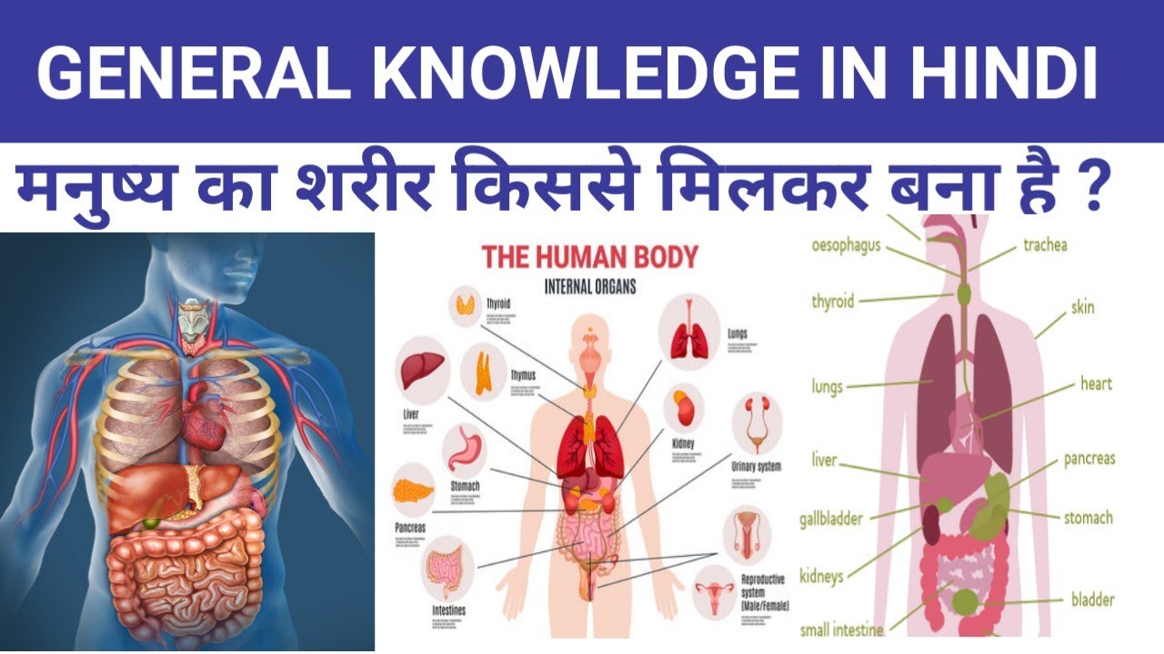 Human Body Internal Organs | Human Anatomy Animation 2023 In Hindi ...