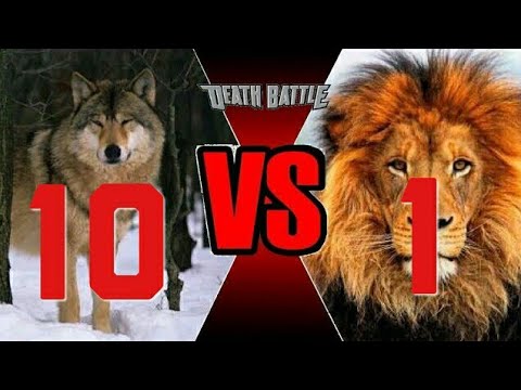 Best of 5 - 10 Wolf ( wolves ) vs A Lion - Animal Kingdom Battle Simulator 3D aNdroid / IOS ...