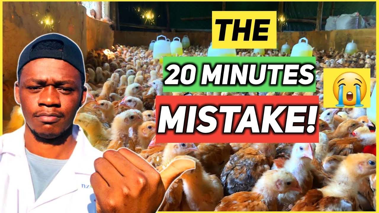 Disaster At The Poultry Farm - YouTube