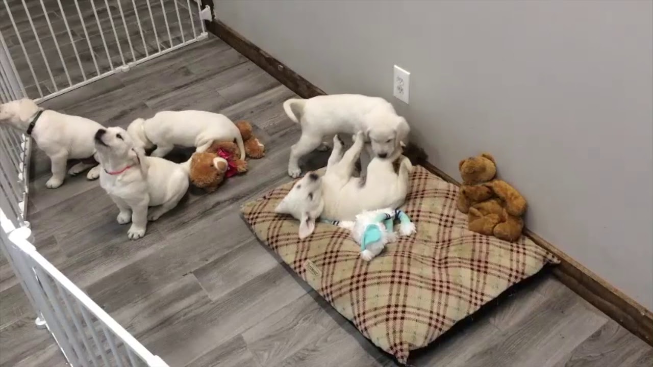 Puppy Live Stream Compilation for January 2020 - YouTube