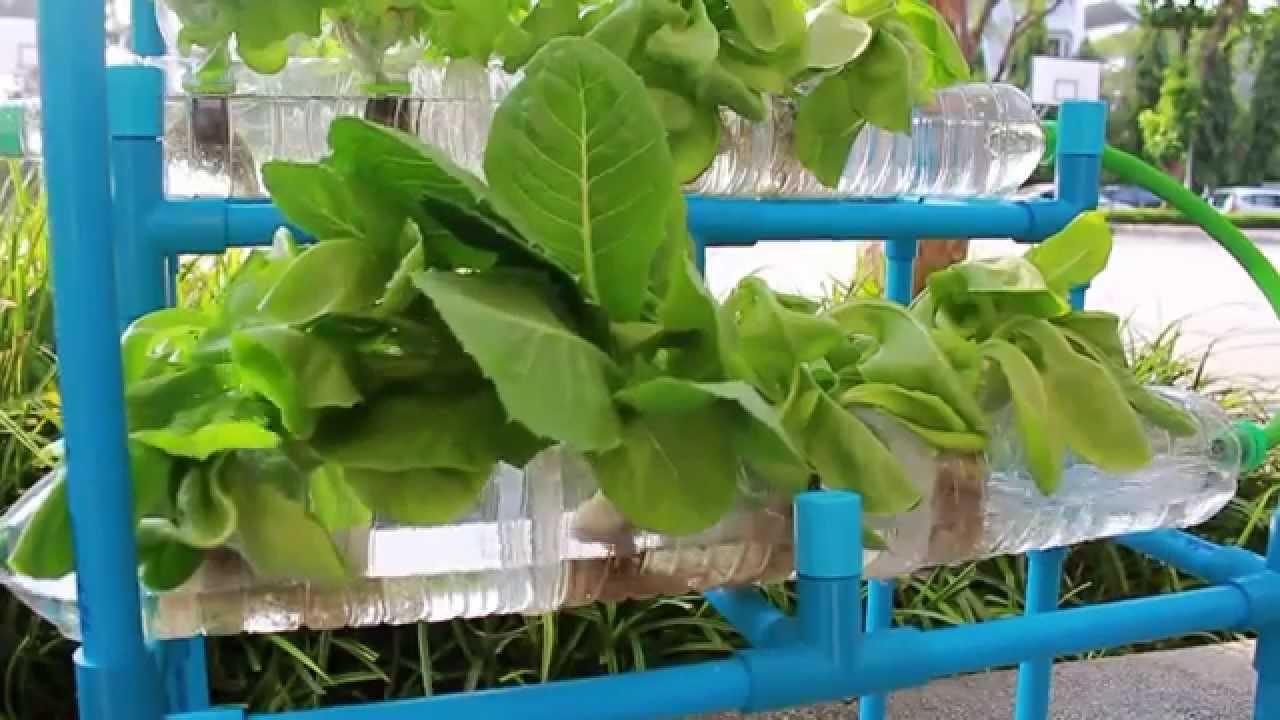 Model Application Hydroponics (DFT) By:Secret - YouTube