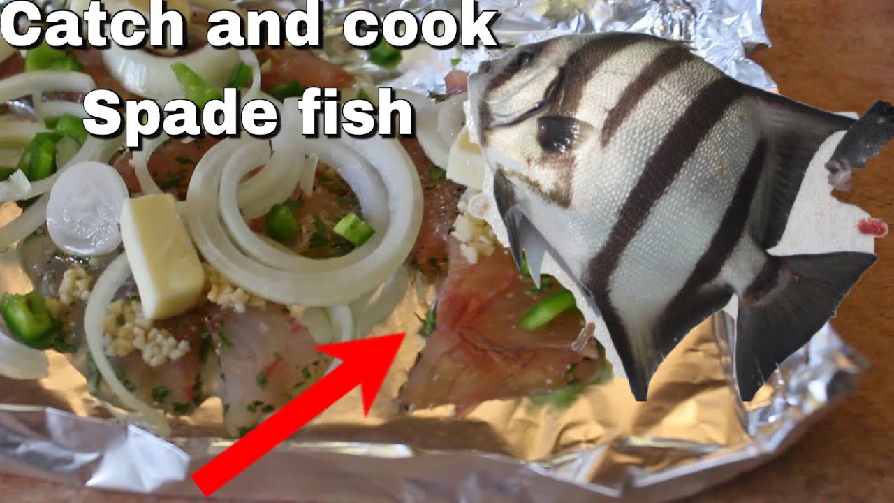 the MOST UNDERRATED fish in the bay! catch and cook SPADEFISH ♠️ - YouTube