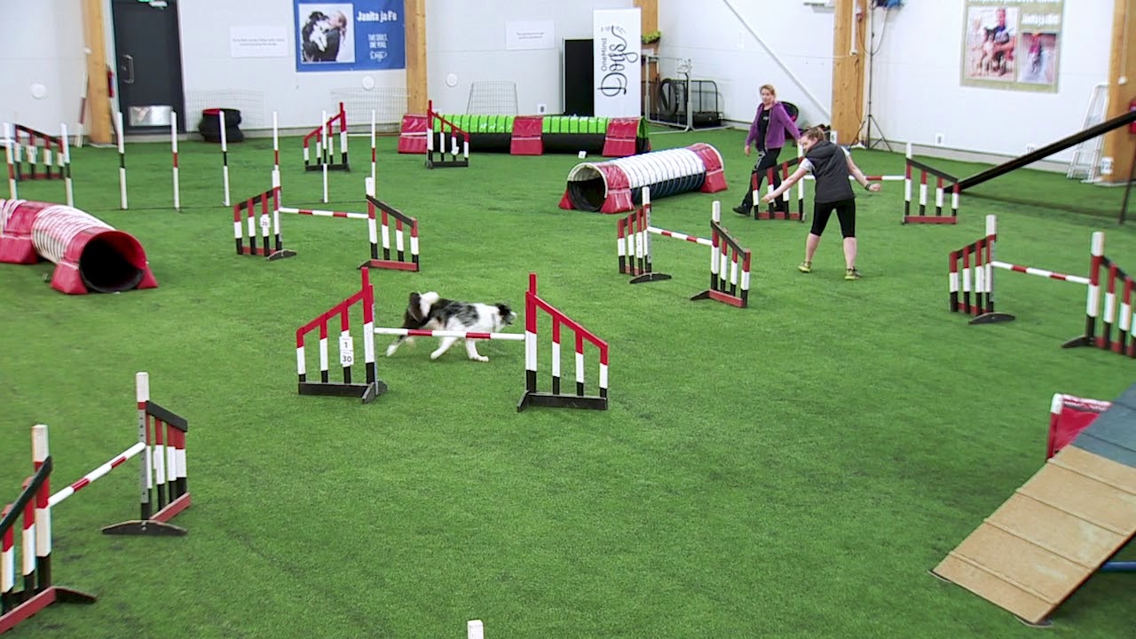 International Agility Training Week - Practicing to properly cue ...