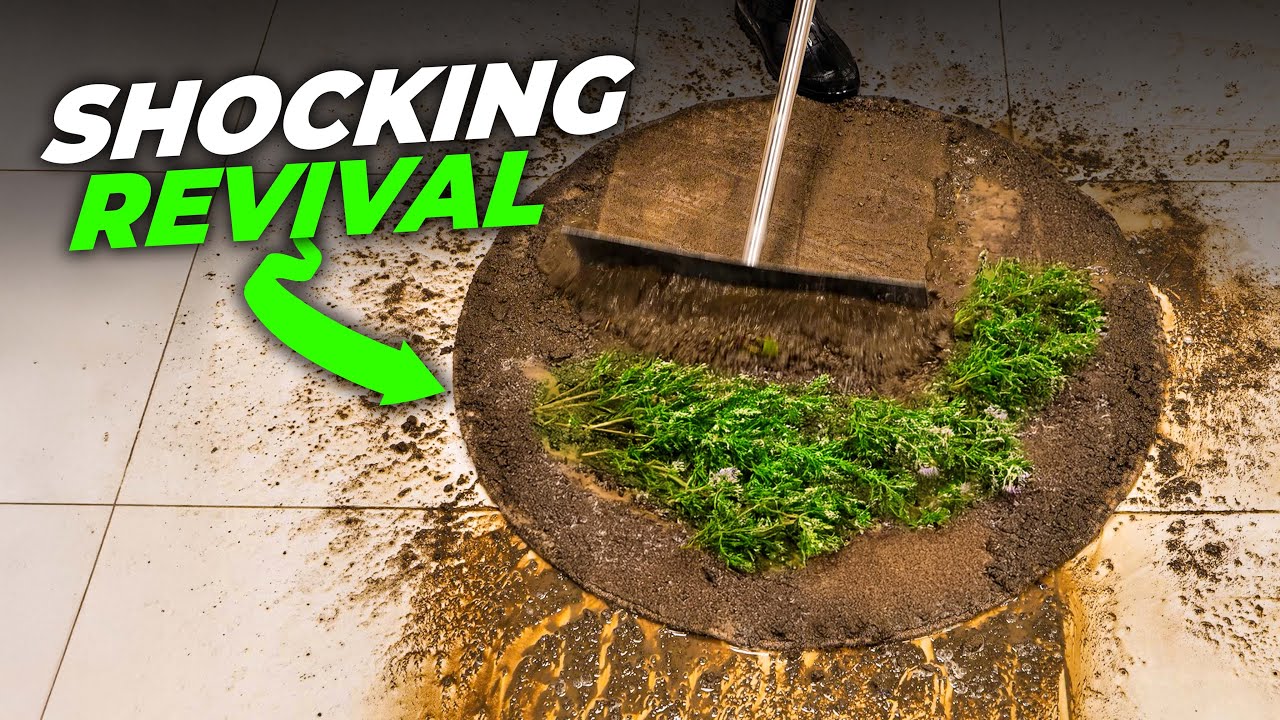 COMPLETELY DESTROYED Rug Brought It Back to LIFE! - YouTube