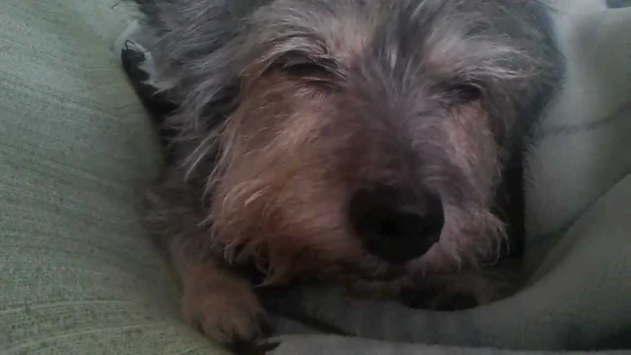Sleepy Taz - YouTube