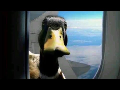 Anatidaephobia Images with chill music (fear that a duck is watching ...