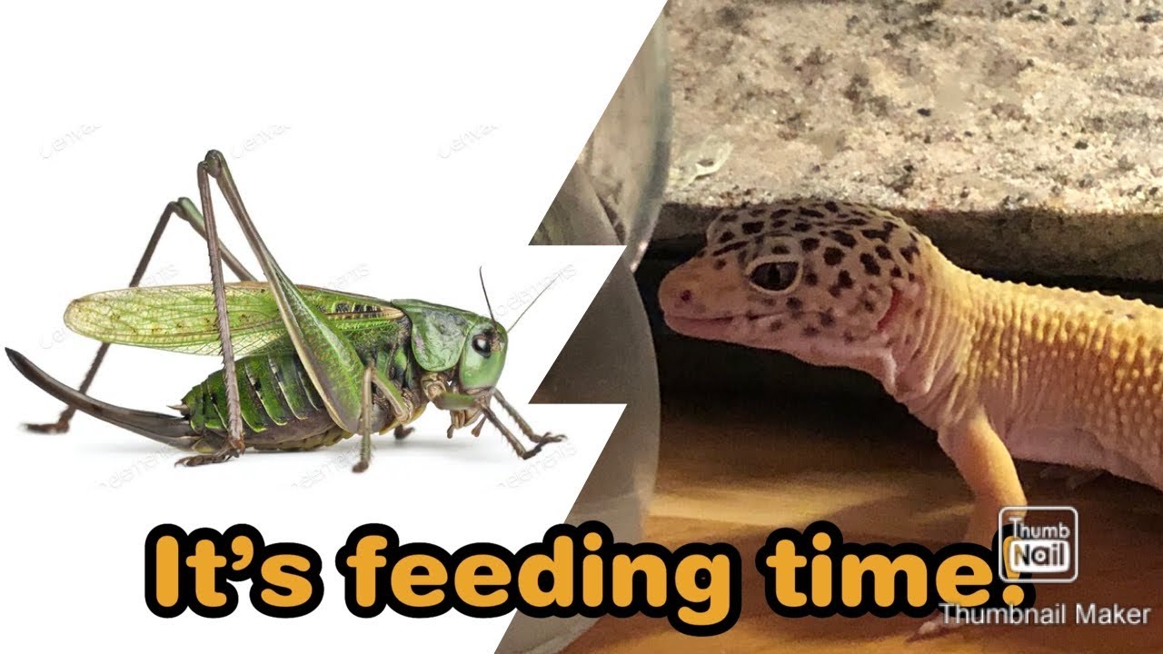 Leopard Gecko eats Bush cricket/Wart biter - YouTube