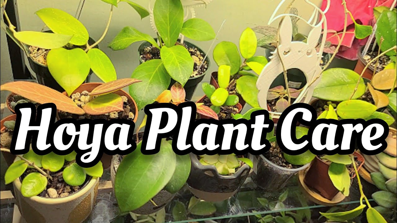 HOYA PLANT CARE VLOG! Sun Stress Test, Propagation Tips, Repotting, How ...