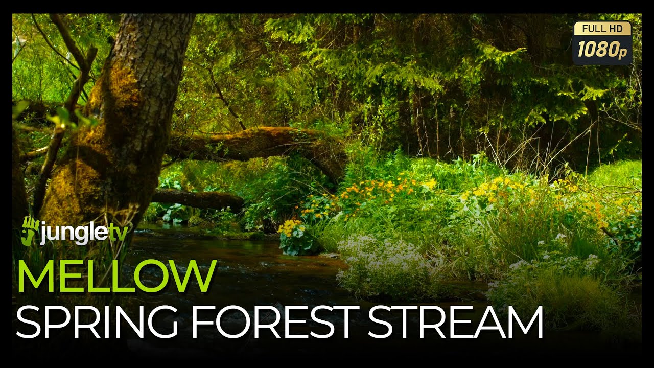 Mellow Spring Forest Stream - YouTube