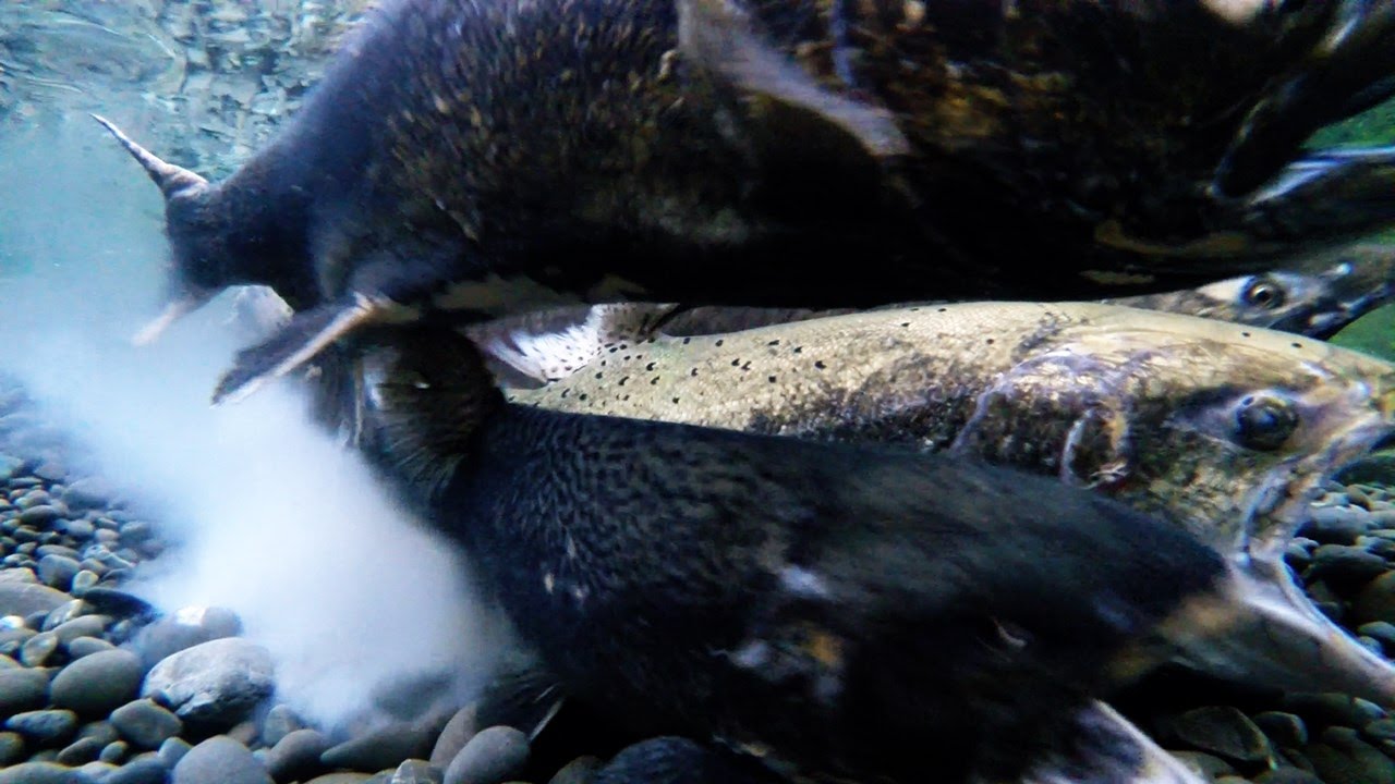 Chinook Salmon Spawning Act4 May 2016 - YouTube
