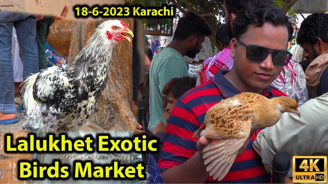 Lalukhet Exotic Birds Parrots Hen and Rooster Market Latest Updates 18 ...