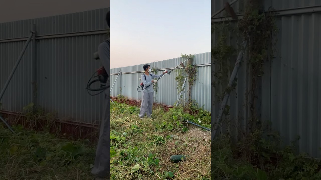 Cut grass around the plant for fear of catching bird flu before winter ...