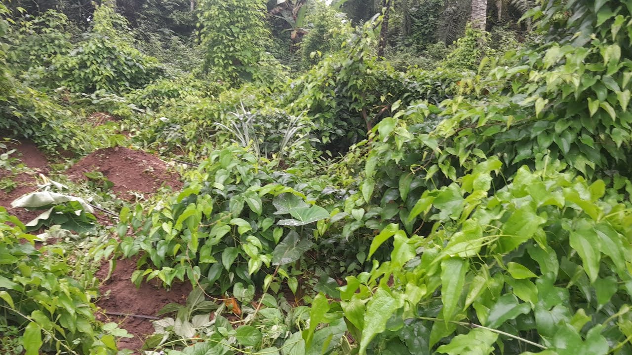 Amazing View of Our Yam Plantation 3 Months After Planting - YouTube