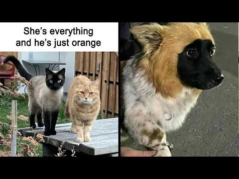 Funny Animal Memes That Make Everything Feel a Little Better