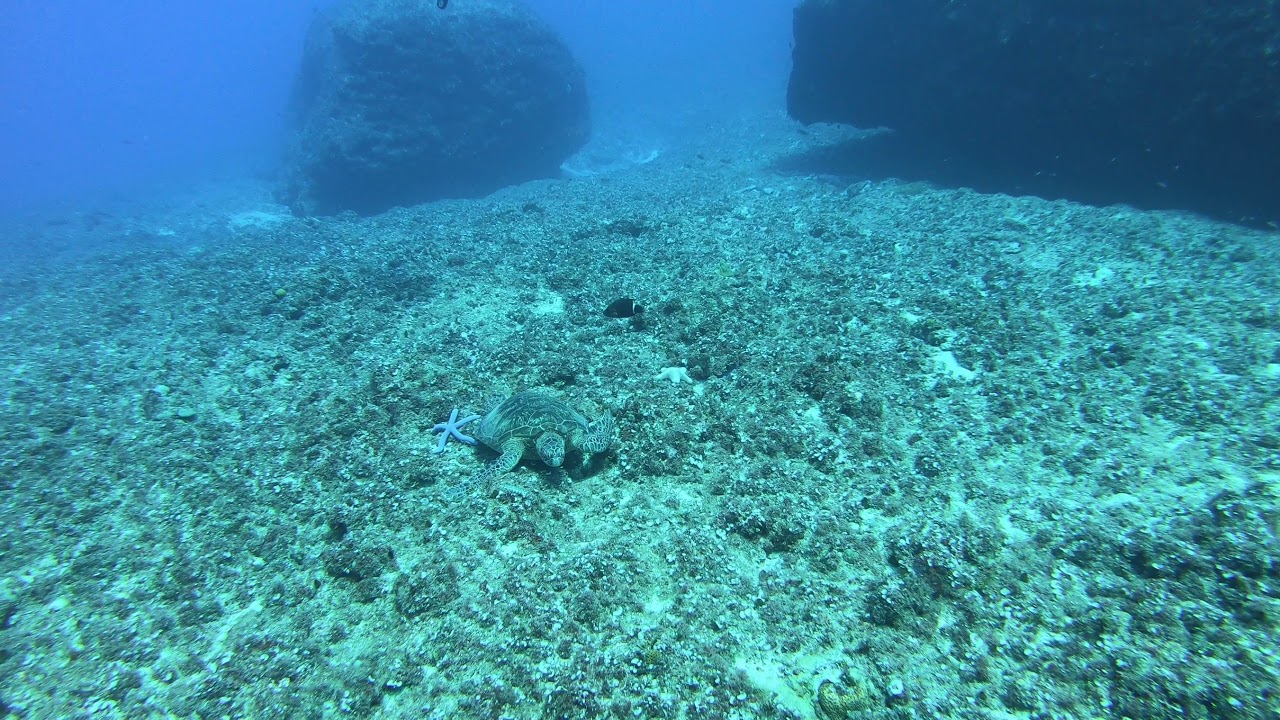 Turtle Rock Turtles - YouTube