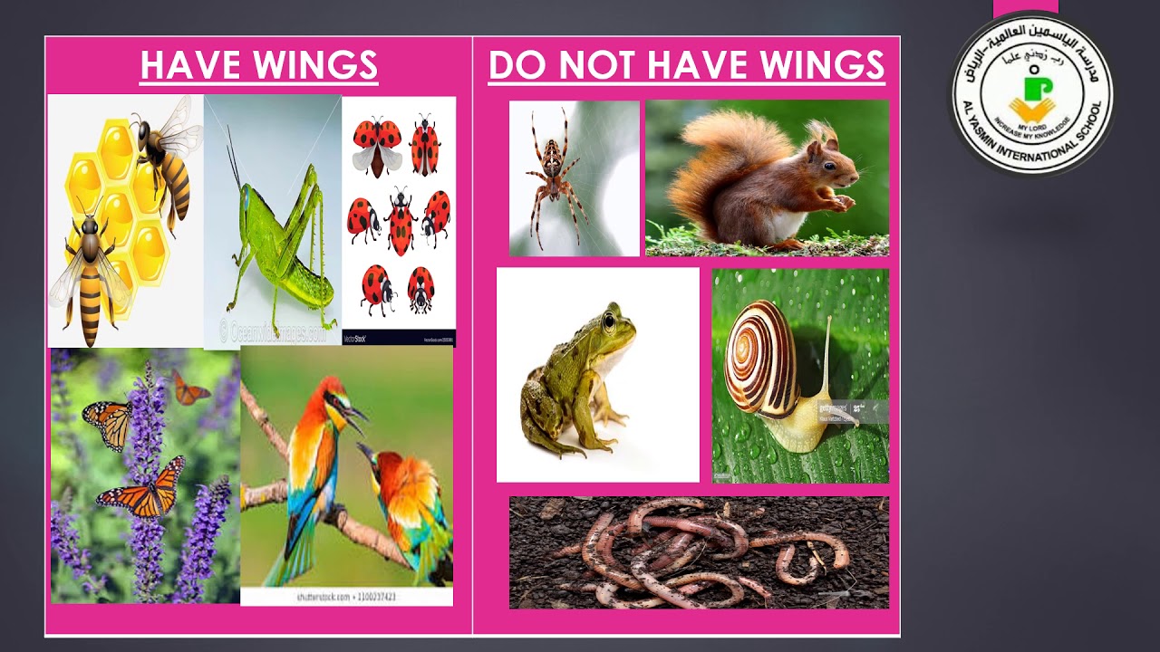 Small Creatures In The Garden | Fasci Garden