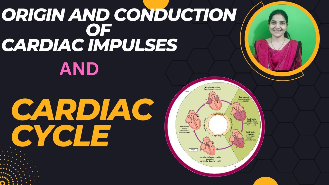Origin And Conductions Of Cardiac Impulses Cardiac Cycle B.sc 2nd Year ...