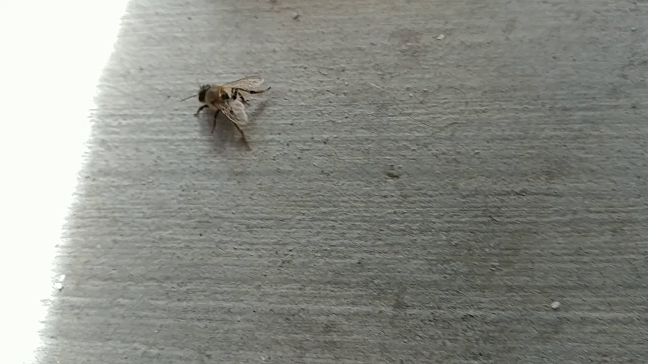 Pepsi Attic Bee Gets Swatted In Half. - YouTube