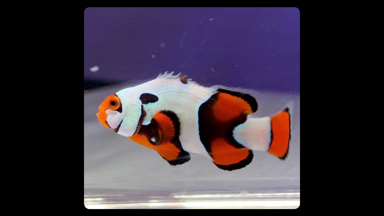 ARS Clownfish - Designer Clownfish WYSIWYG - YouTube