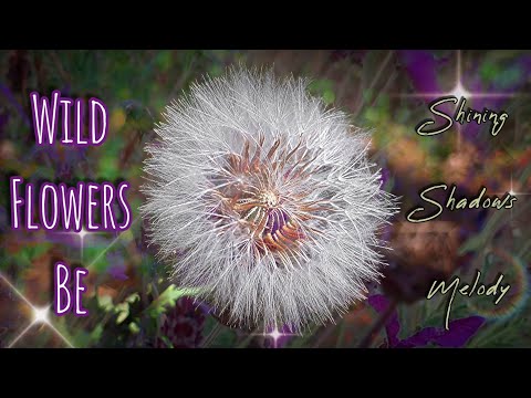 WILD FLOWERS BE SHINING SHADOWS MELODY • Cinematic Film / NATURE Sounds with Music NO COPYRIGHT!!!