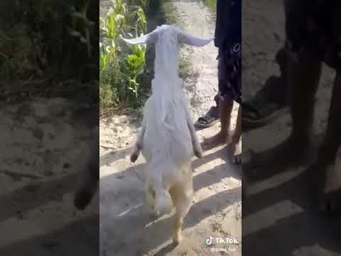 🐩Goat Walking On Two Legs | Funny Video - YouTube