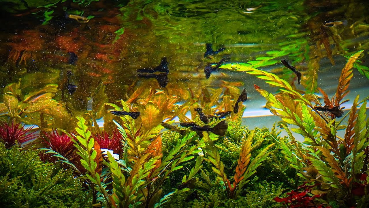 PLANTED AQUARIUM | plant guide for beginners part 1 - YouTube