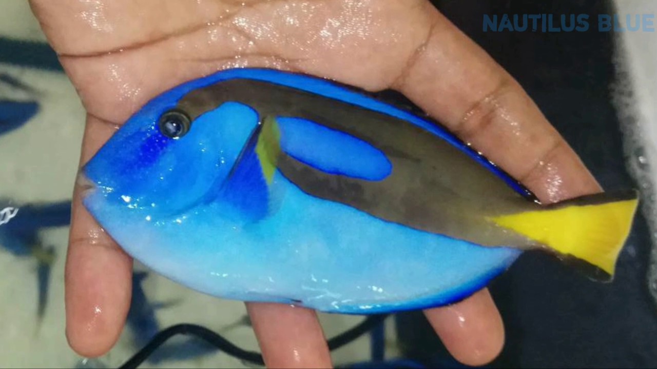 IKAN LETTER SIX | BLUE TANG | DORY | Paracanthurus hepatus | #4 - YouTube