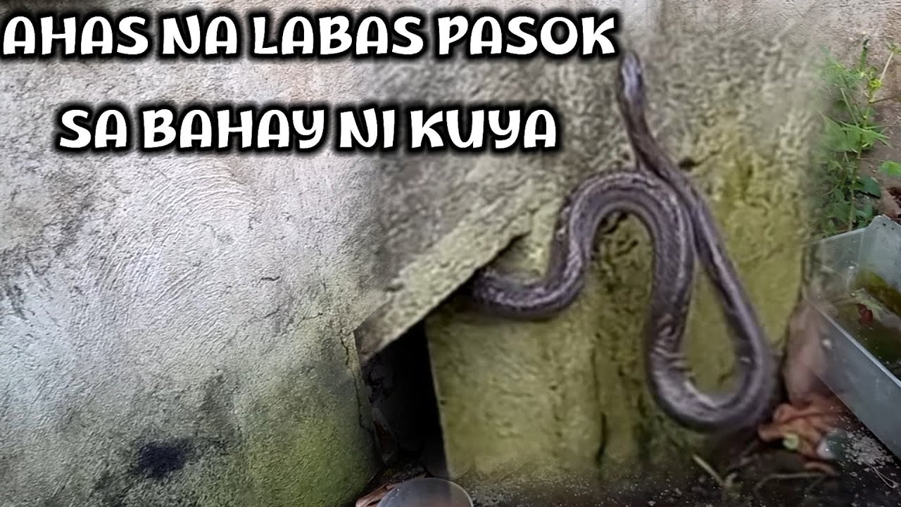 Ahas labas pasok sa bahay ni kuya | JTG Kamandag - YouTube