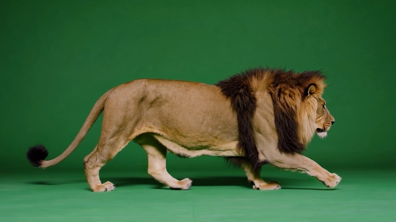 Lion Walking – Realistic Free Green Screen Animation - VFX - Loop - YouTube
