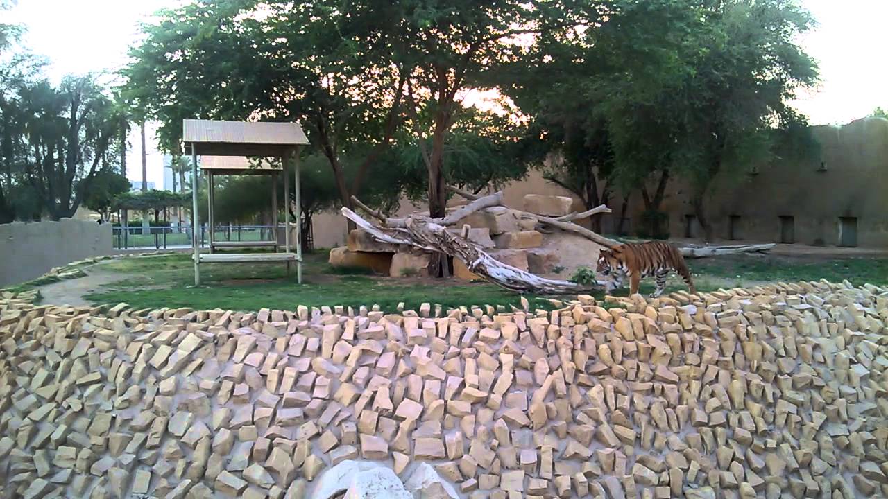 Tiger in Malaz Zoo Riyadh കടുവ - YouTube