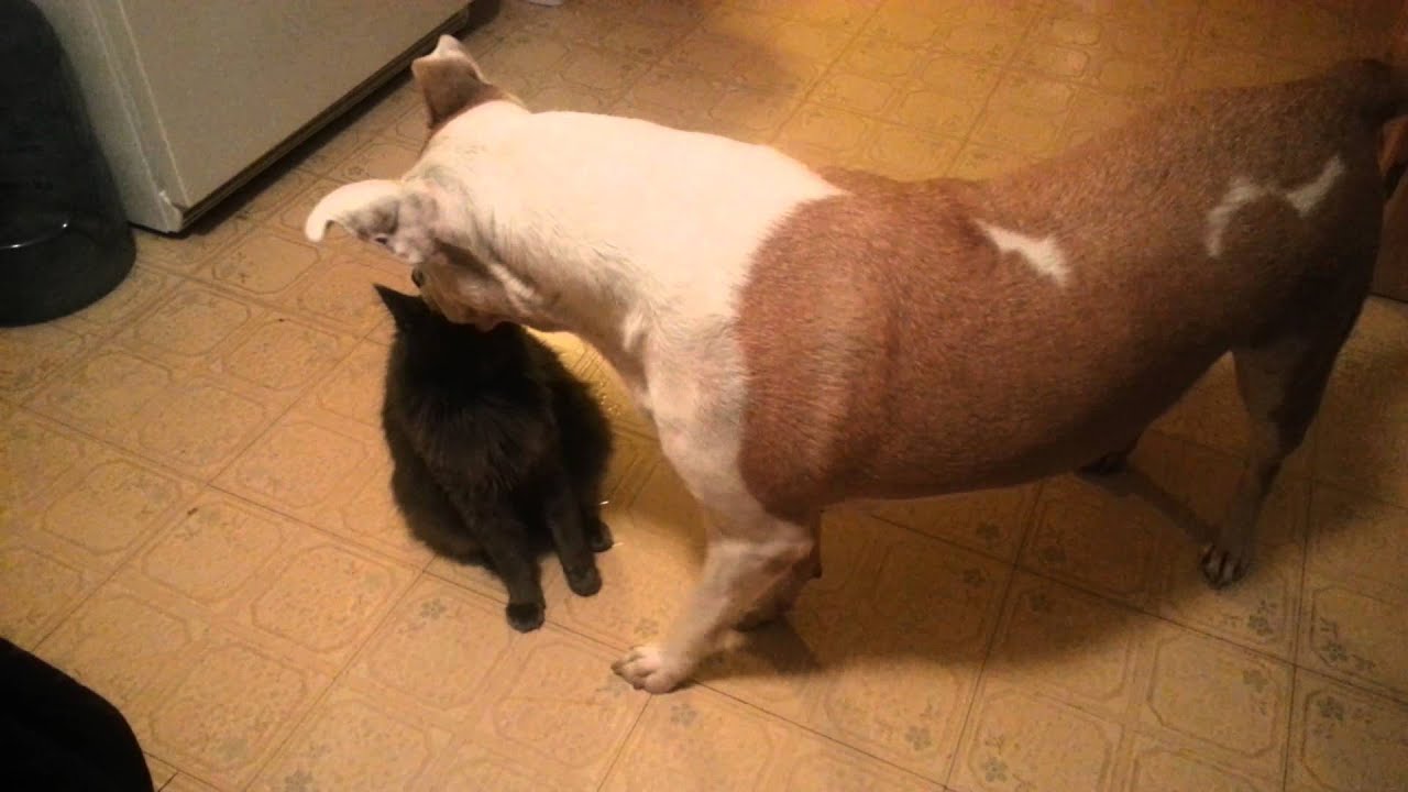 Fluffy Cat and Pitbull Best Friends For Life! - YouTube