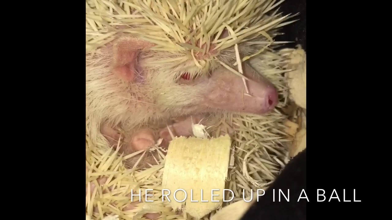 Hedgehog hissing, jumping, and biting but then.... #Jcfamilyacres - YouTube