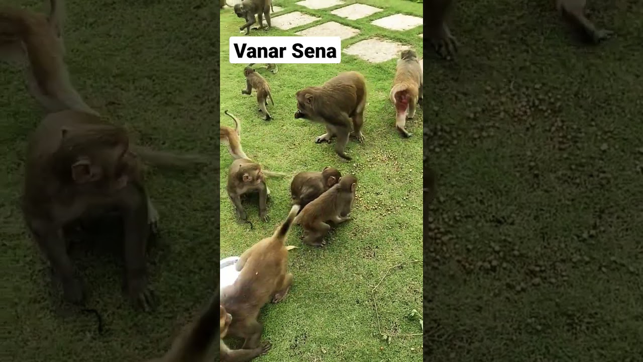 vanar Sena #shorts - YouTube