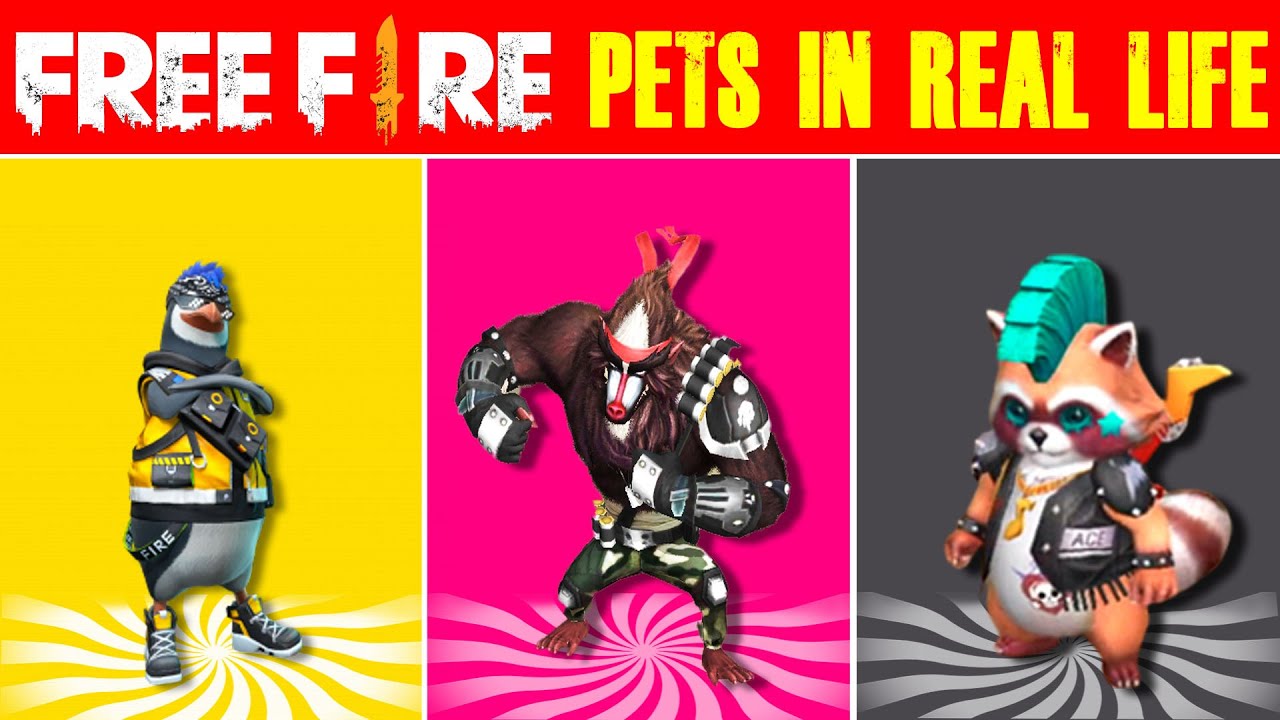 TOP FREEFIRE PETS IN REAL LIFE | New Beaston Pet Ability in free fire ...