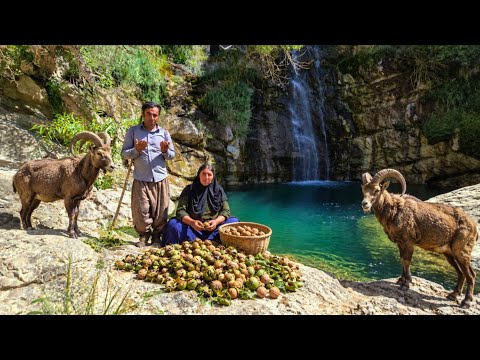 🏔️😱 An Unforgettable Night in the Mountains: From the Bounty of Walnuts to a Run-in with a Scorpion!