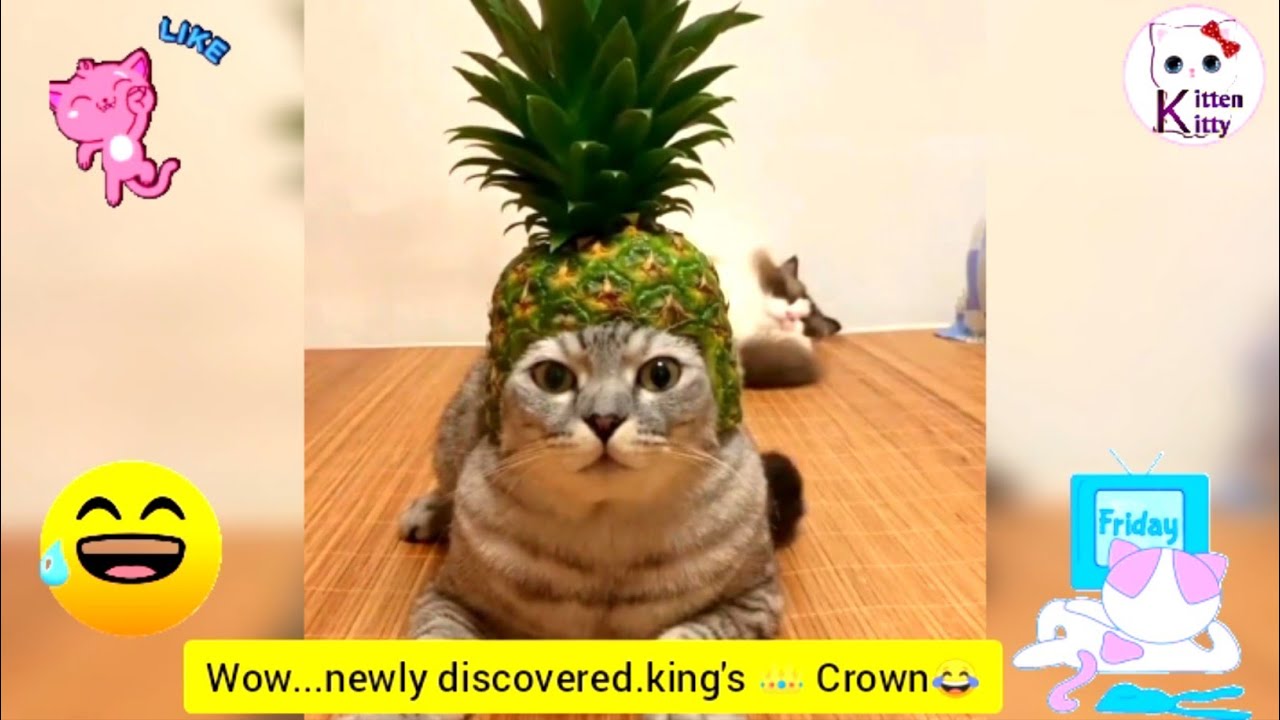 cat wearing crown😜cat playing football 🤣goal with smart tv ~ kitten ...