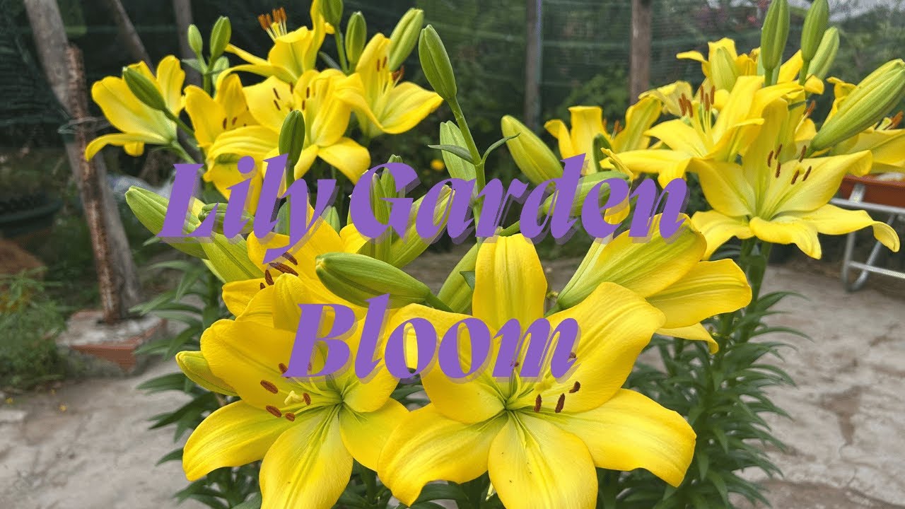 How I Built a Peaceful Lily Garden | Gardening for Beginners - YouTube