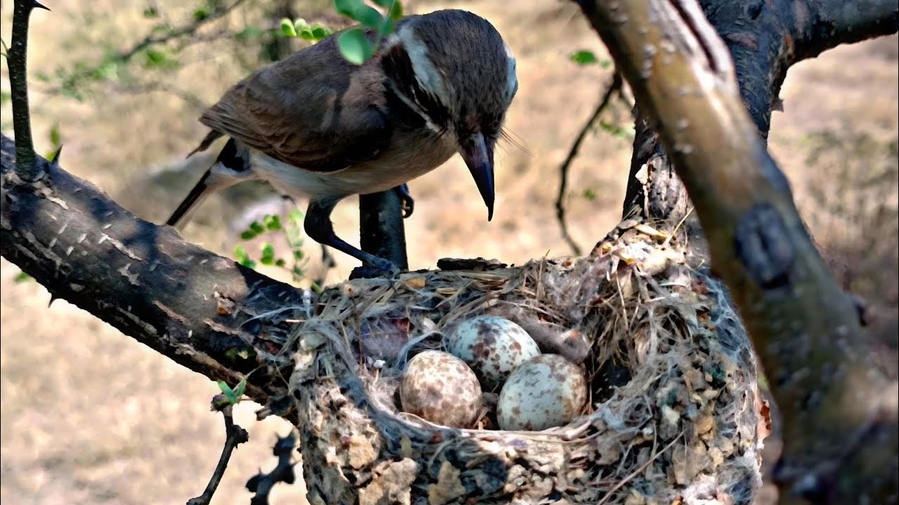 Wood bird created safest nest in stems joint @BirdPlusAnimals - YouTube