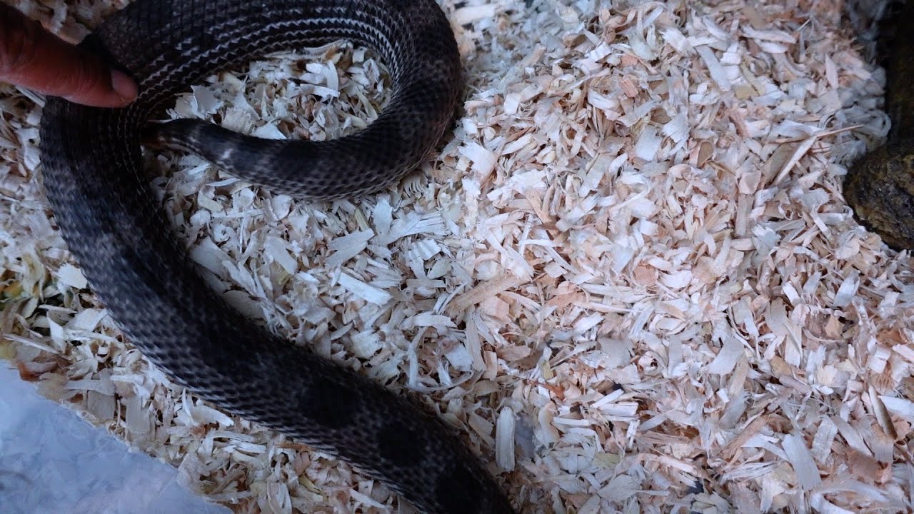 I actually may have some pregnant female hognose snakes - YouTube