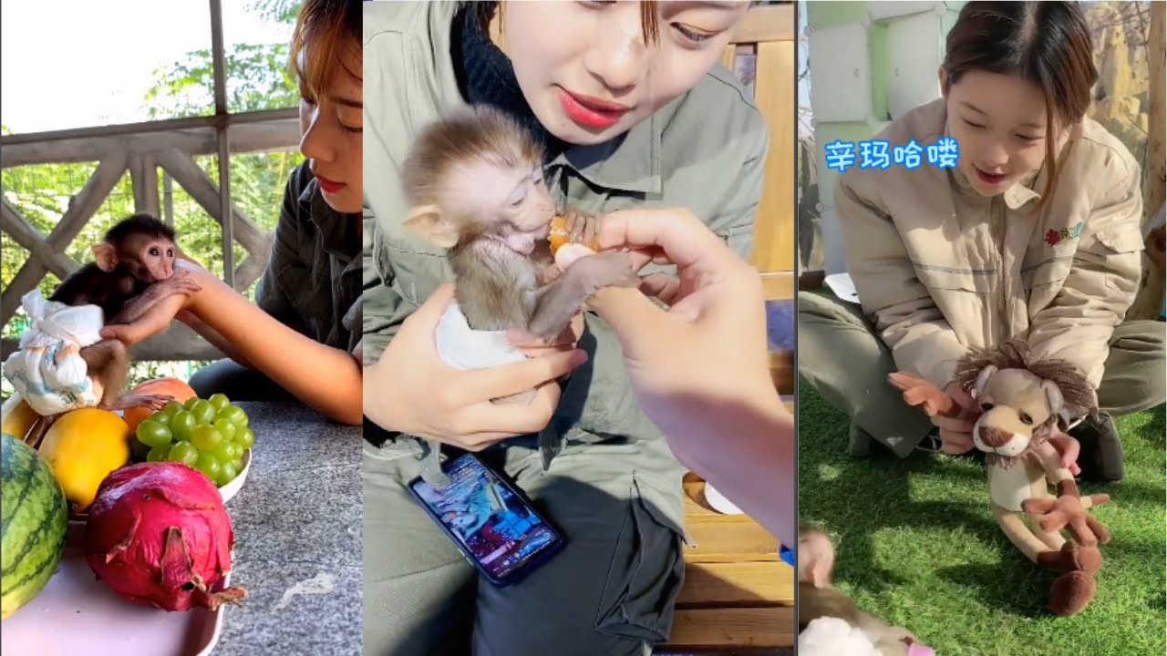 Pet Monkey The pet monkey and the beautiful owner go everywhere Part 11 ...