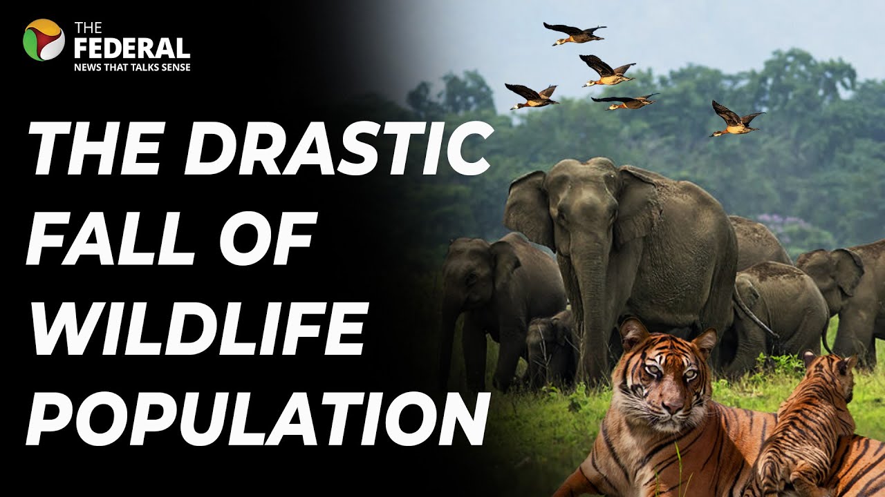 73% in 50 years: How the global wildlife population has seen an ...