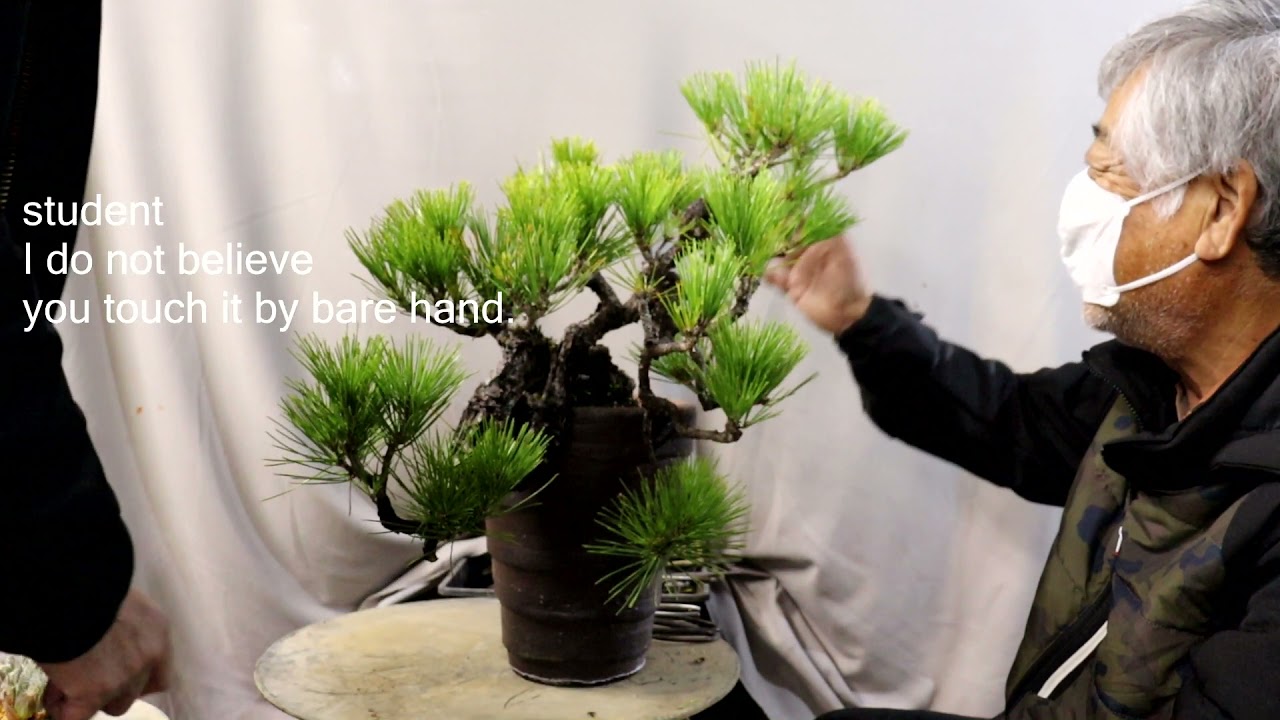 A day in the bonsai life. Master trims the pine tree. - YouTube